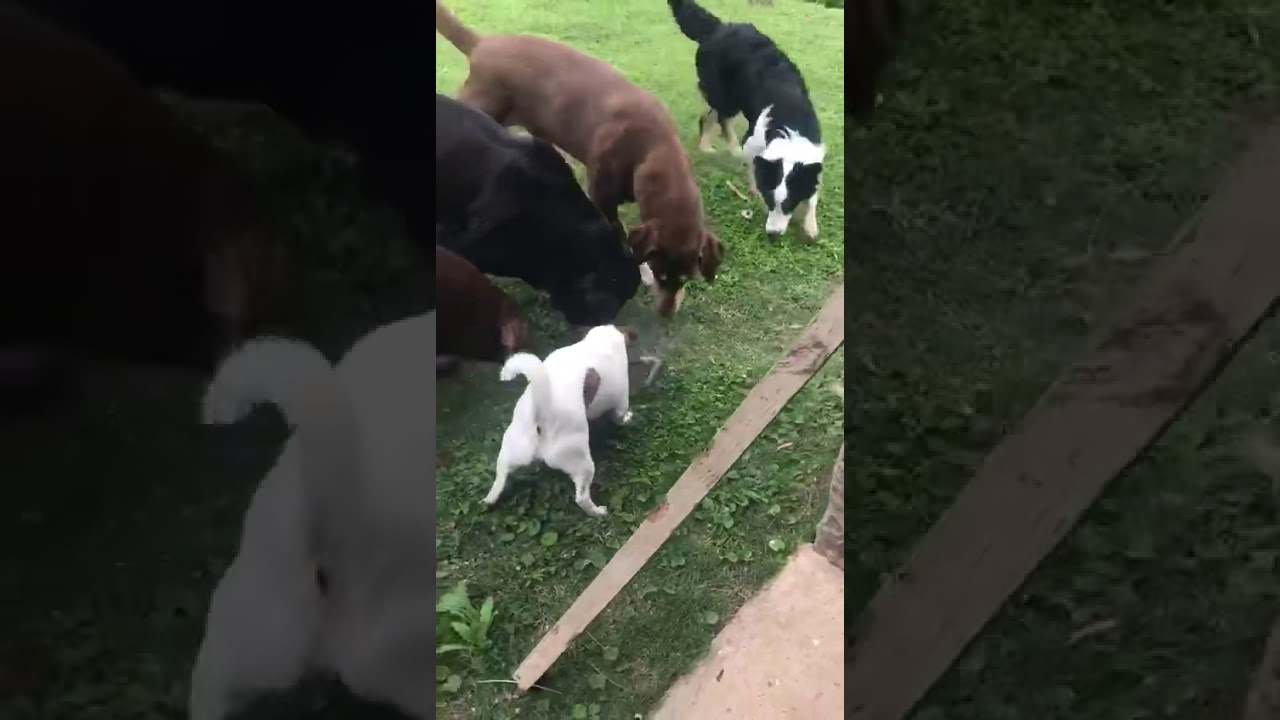 Vira Lata mata a cobra - YouTube