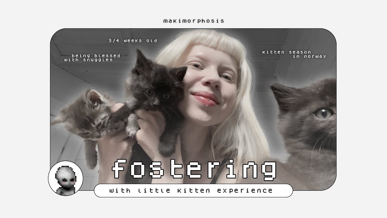 fostering kittens - with little kitten experience - YouTube
