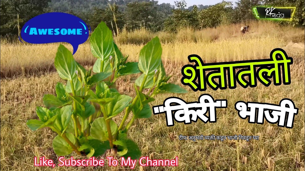 शेता मधली कान "किरी" भाजी😋😋 || Shetatli Bhaji || #आदिवासी 💯🌱🍀 - YouTube