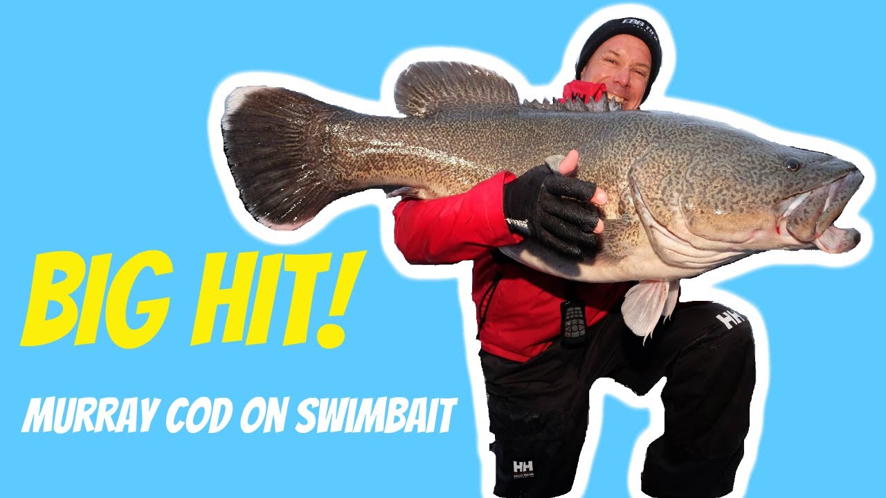 Big Hit! Murray Cod On Swimbait! - YouTube