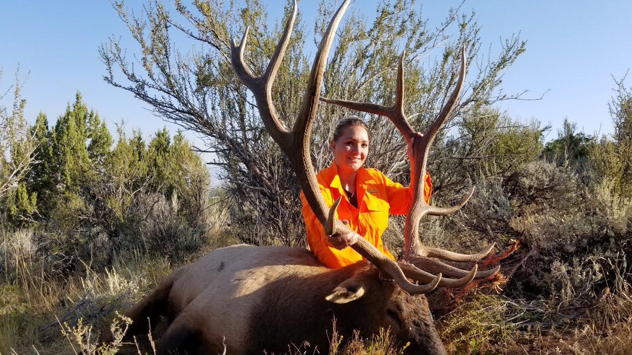 BULL ELK EARLY HUNT 2017 | BIG 6X7 BULL ELK | ELK HUNTING UTAH - YouTube