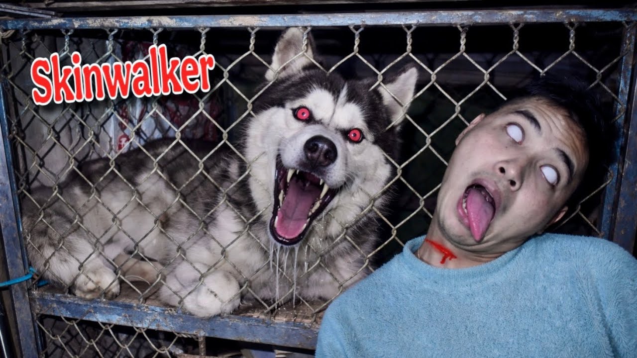 Kinh Hoàng | Chó Sói Ngáo Husky Nghi Ngờ Bị SKINWALKER Hoá Quỷ Và Cách ...