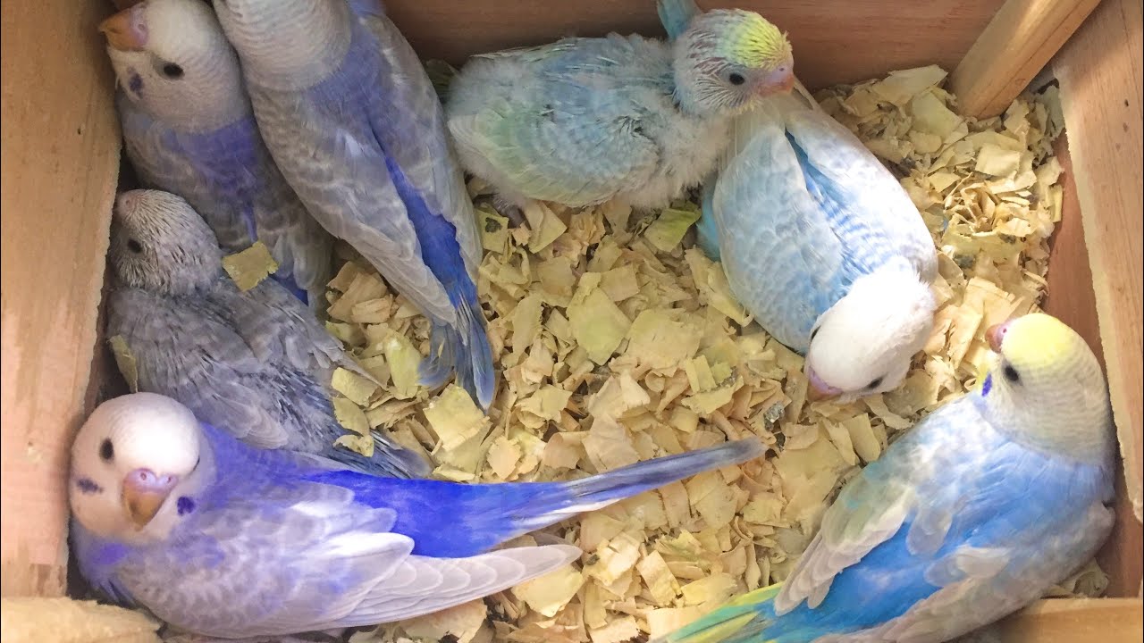 Colorful Nest Of Budgie Chicks - YouTube