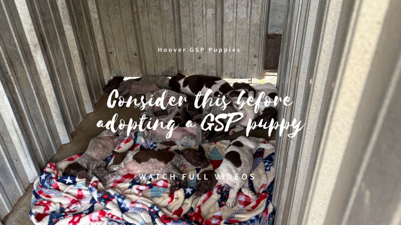 Thinking about getting a GSP? Consider this first! - YouTube