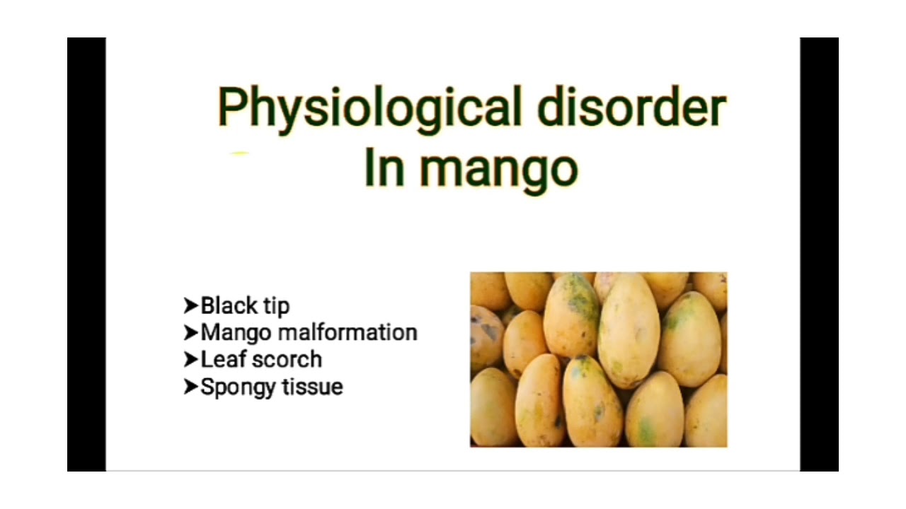 physiological disorders in mango and their management #Mango ...