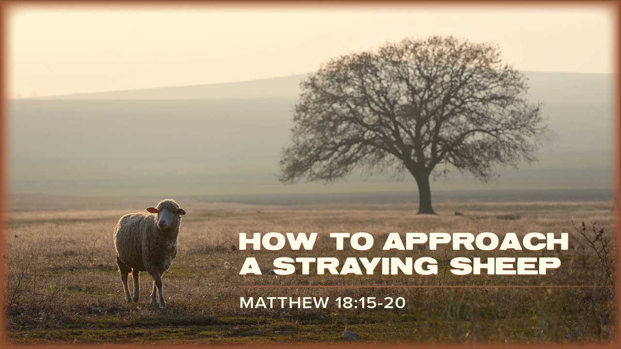 How To Approach A Straying Sheep // Matthew 18:15-20 - YouTube