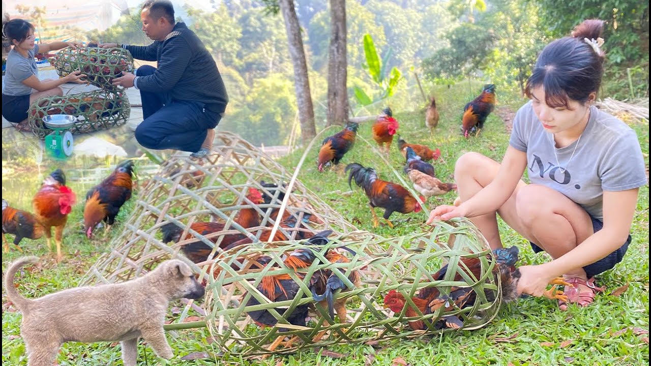 How To Make and Bamboo Basket Weaving Process, Harvesting Chicken (Rooster) Goes To Market Sell ...