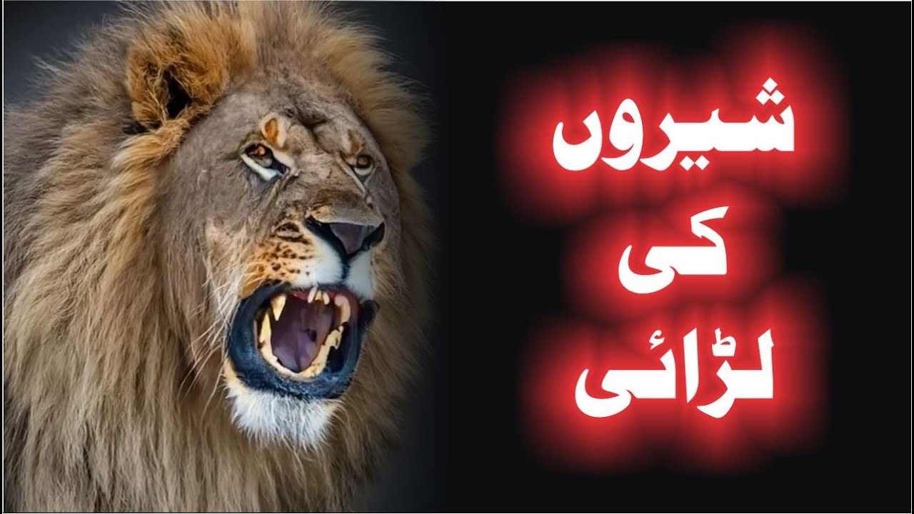 BABAR SHAR ببر شیر || Beast's Fighing || Video Clip - YouTube