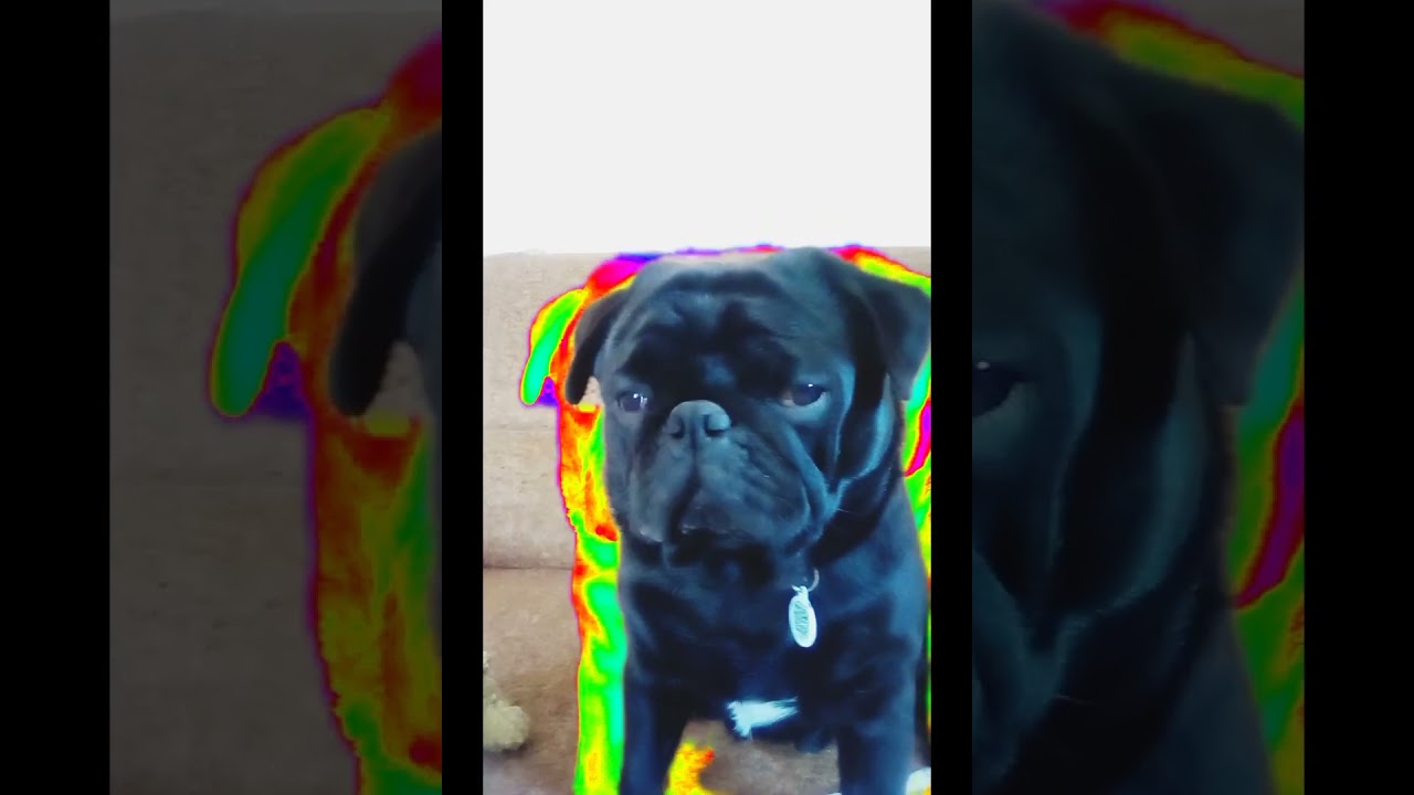 Pug Disco Dancing is the Latest craze to take over the internet!#shorts ...