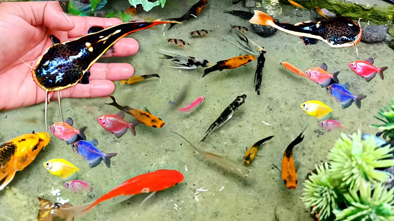 Cute Animals koi fish chef fish catfish betta fish lobster shrimp ...