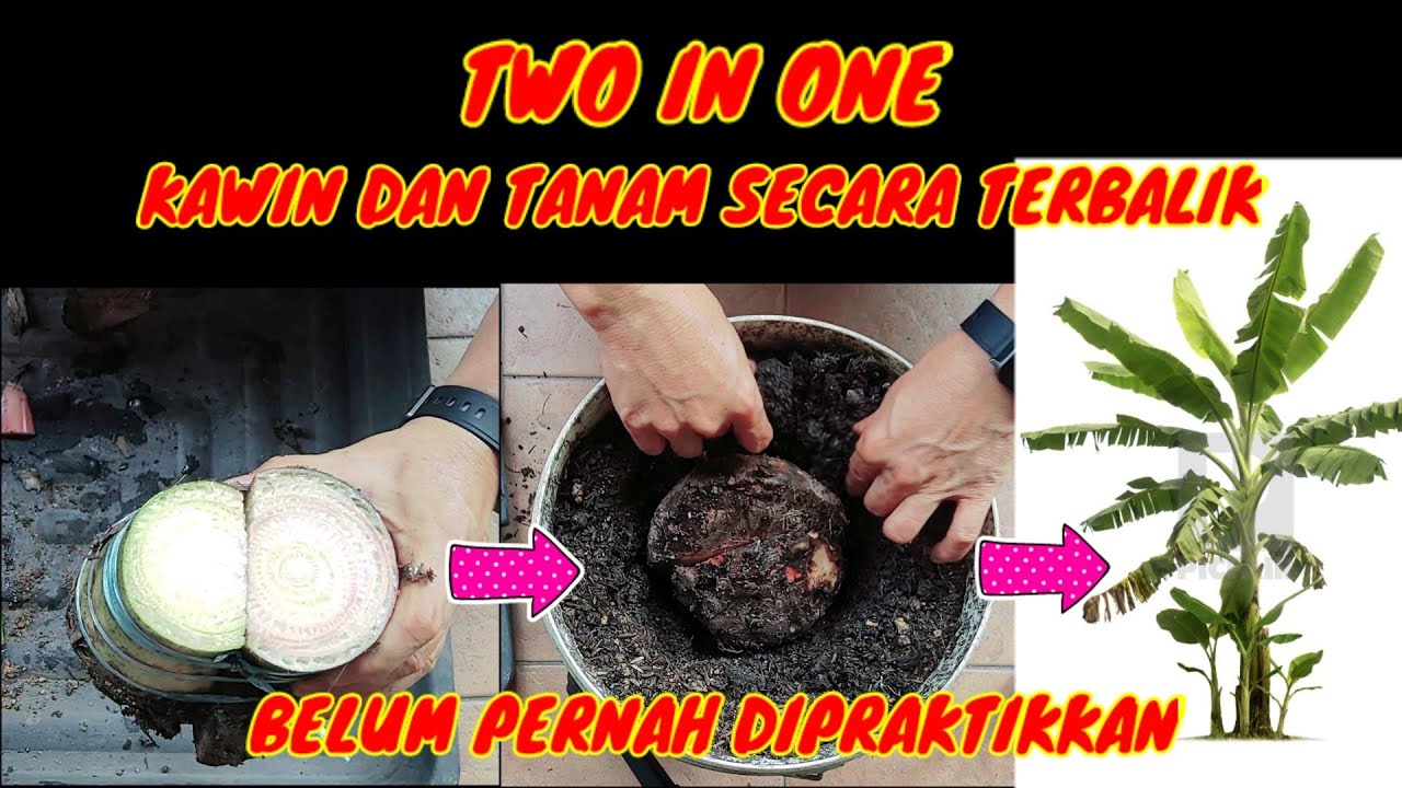 🌴 Two In One, Banana tree and Planted Upside Down - YouTube