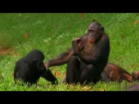 Nature and wildlife Chimpanzee Mating Season in The Sanctuary amazing chinpanzee love monkey ...