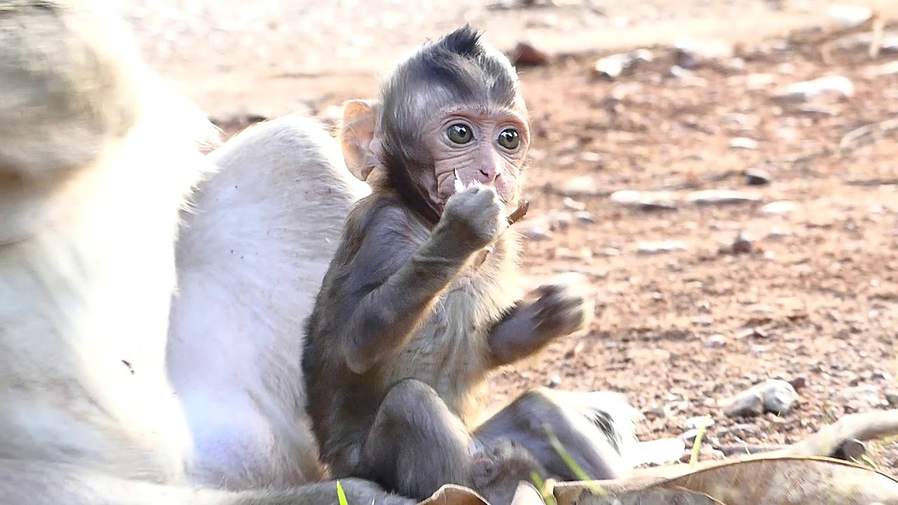 Baby Monkey Lucas So Hungry - YouTube