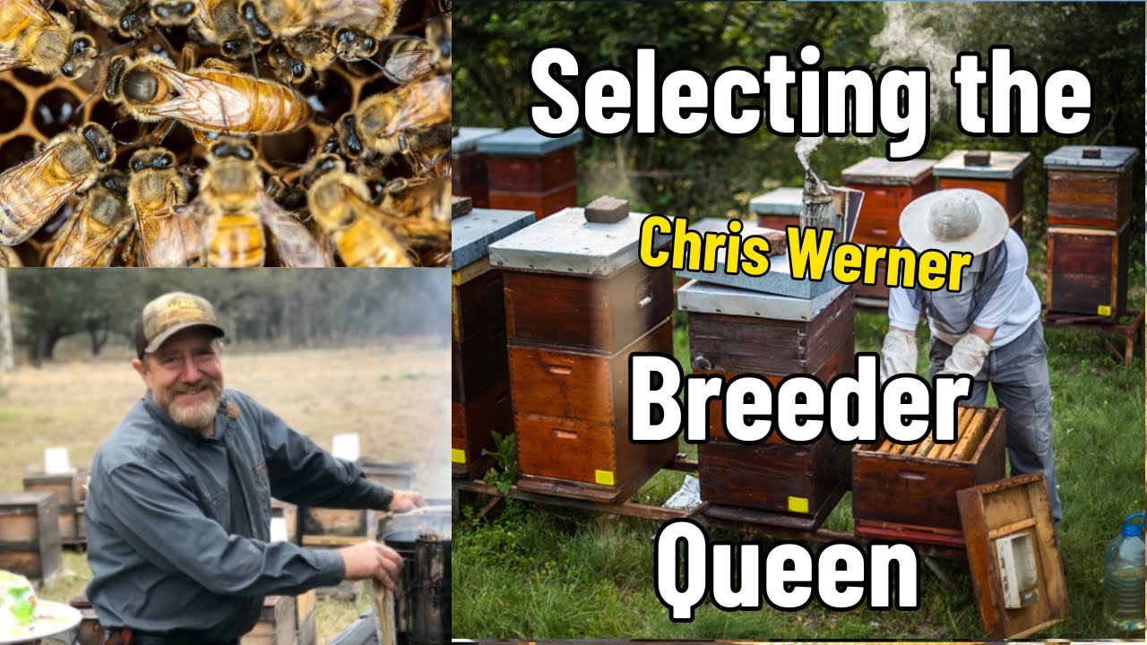 Criteria For Selecting Breeder Queen WITH Chris Werner - YouTube