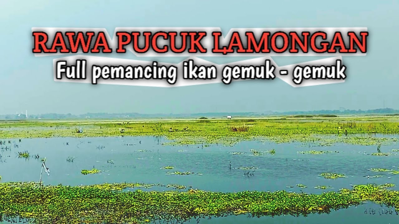 MANTAP Ikan Gemuk Gemuk RAWA PUCUK LAMONGAN - YouTube