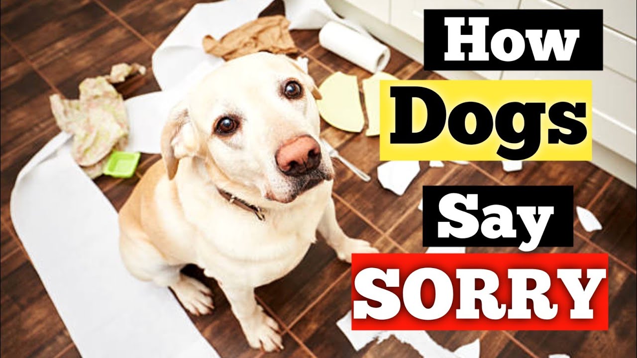 How Dogs Apologize | The Art of Saying Sorry - YouTube
