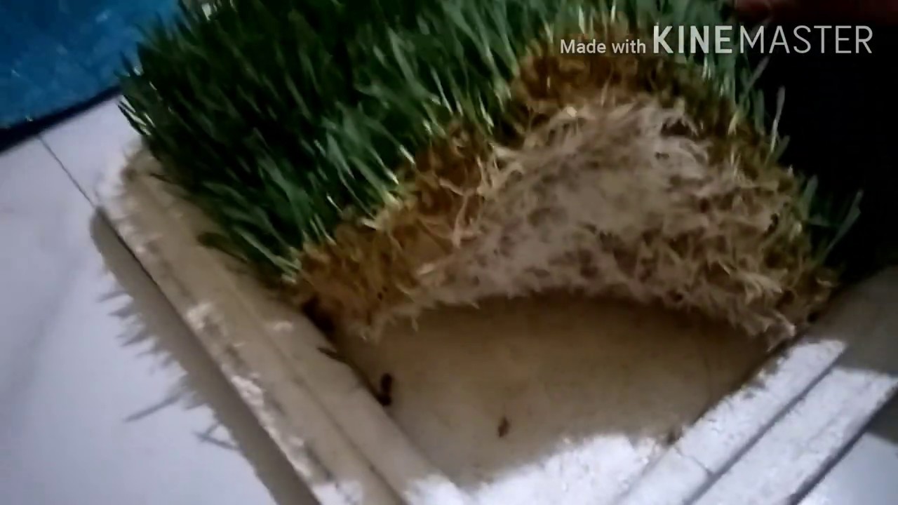 Hydroponics method of producing wheat grass (Green Blood) #Blood like # ...