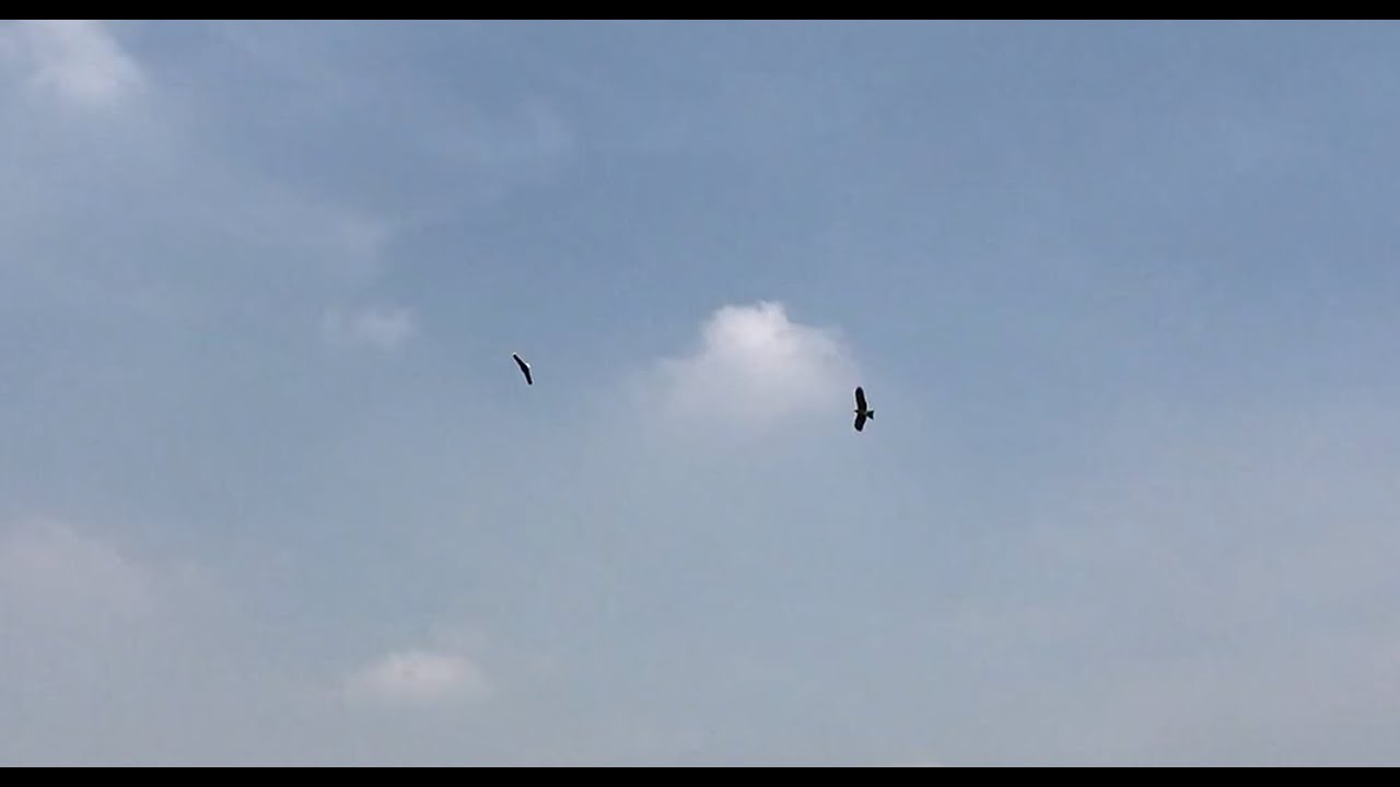 Zen Flycam - 老鷹追三角翼 ( ZOHD Orbit ) @崁頂飛場 - YouTube