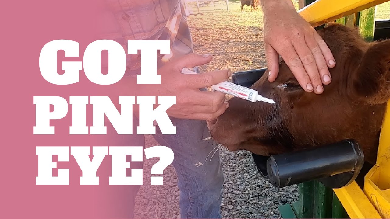 Treating a Calf for Pink Eye. - YouTube