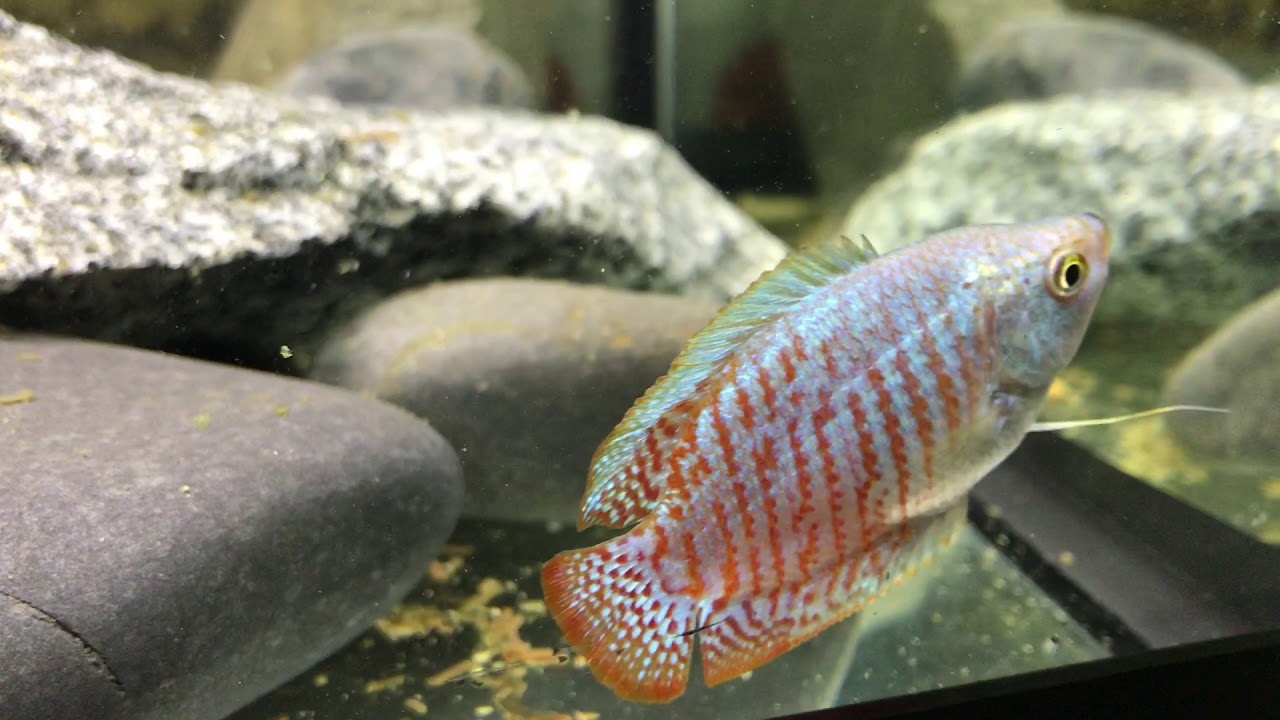 Neon Blue Dwarf Gourami Pair - YouTube