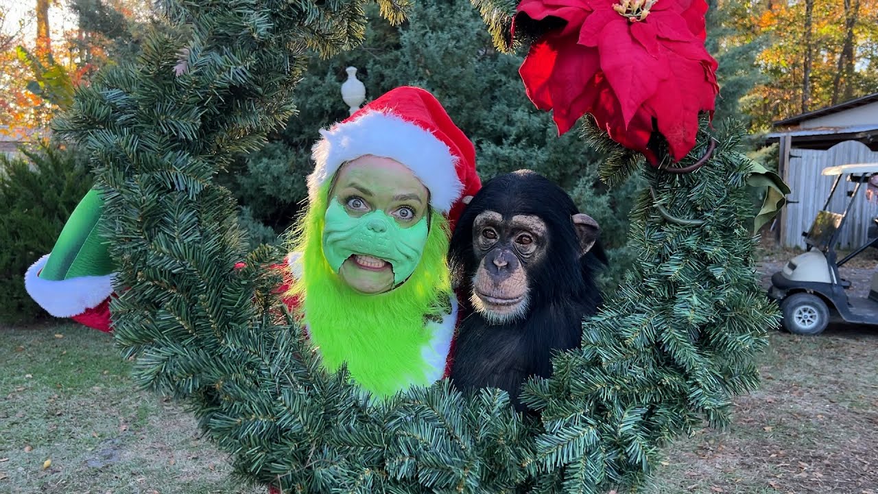 The Grinch meets a chimpanzee - YouTube