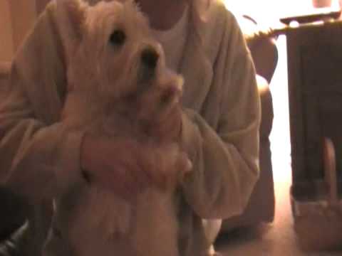 Armpit farting pooch