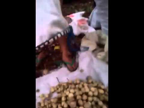 Mesum di kebun duku