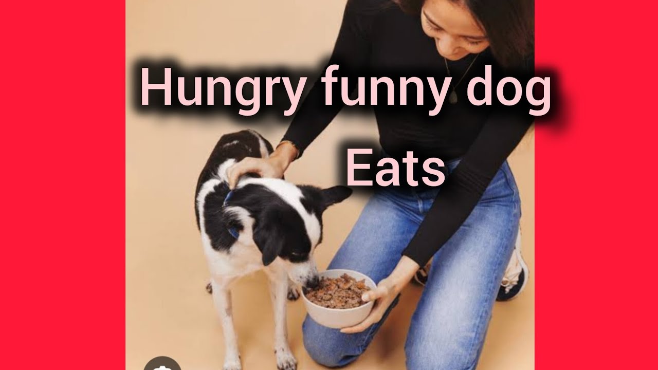 Funny Dog, Eating movements - YouTube