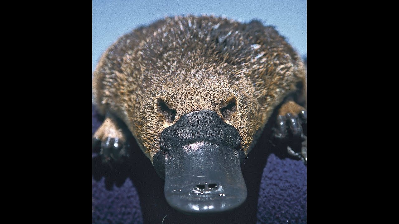 Ornithorynque SMP - YouTube