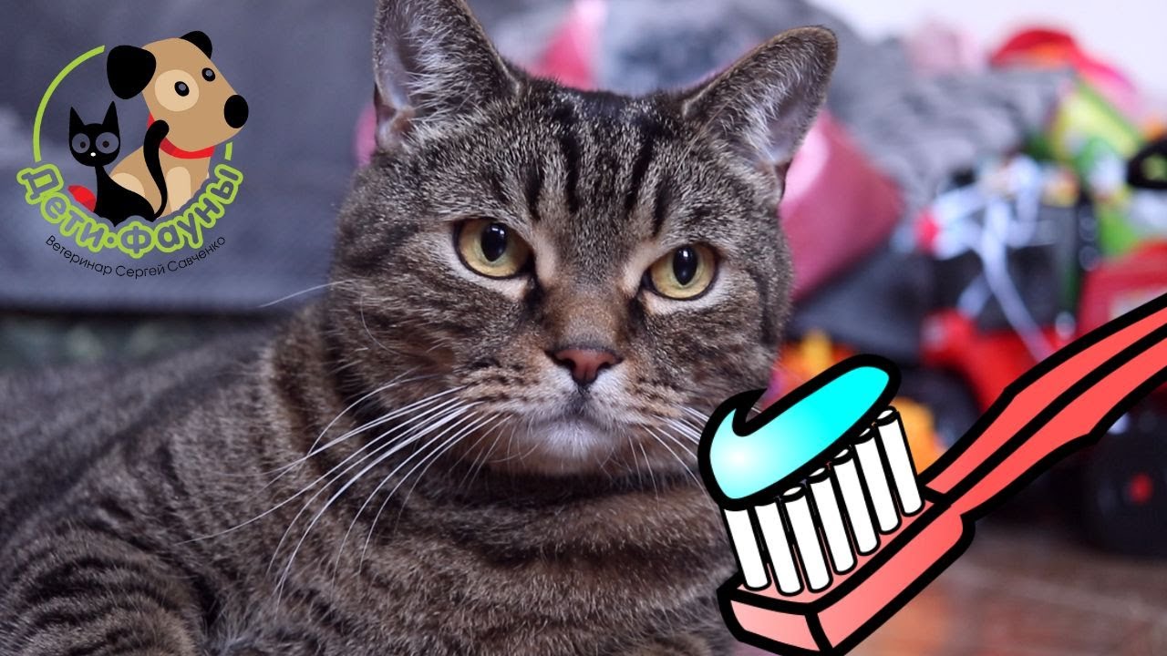 Нужно ли чистить зубы кошке? - YouTube