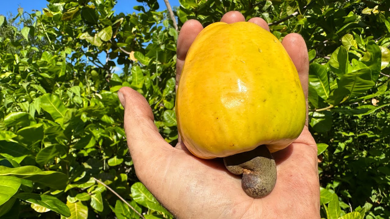 Cashew Farming In Florida, Natural Farming 200 Cashew Trees From Seed ...