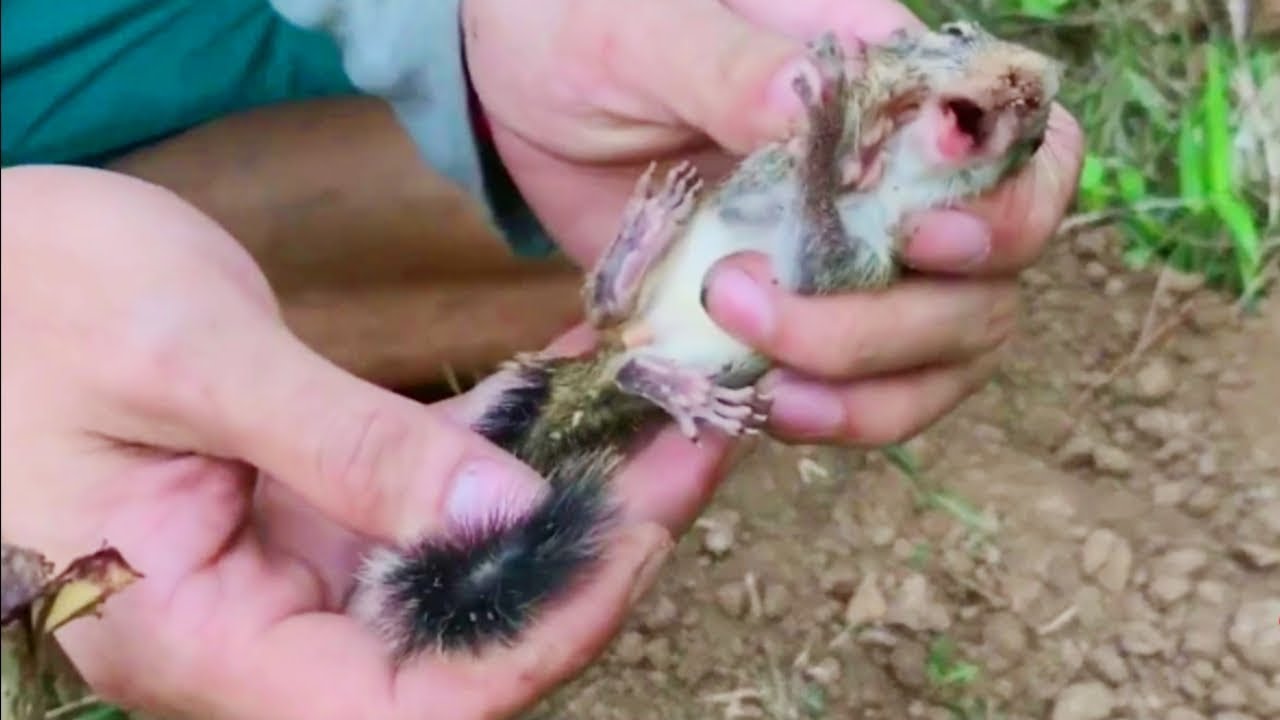 How to Make a Simple Squirrel Trap and Catch Squirrel - YouTube