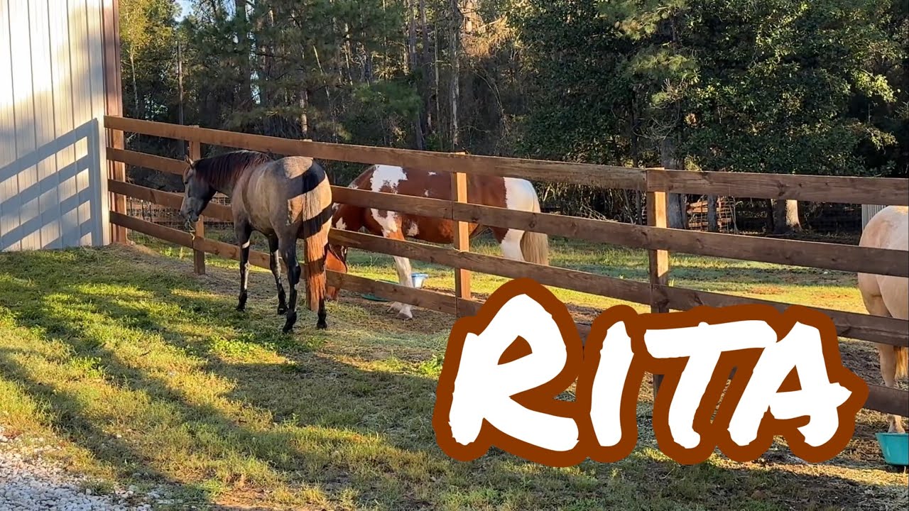 Thinking about Rescue Horse Rita - YouTube