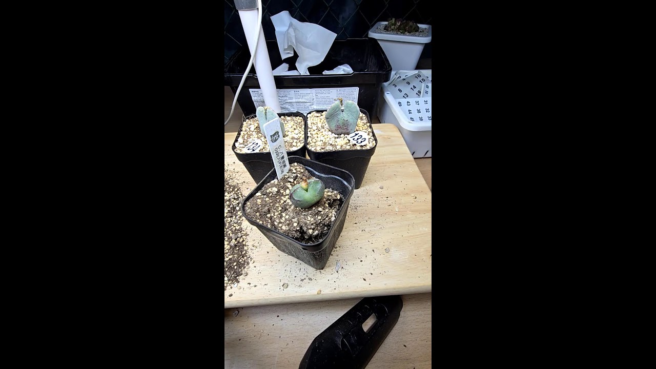 한선원 라이브 다육판매영상 다육판매방 다육판매하는곳 다육이 다육이를부탁해 다육이판매영상 다육이라이브 다육이화분 선인장 코덱스 코노피튬 Youtube