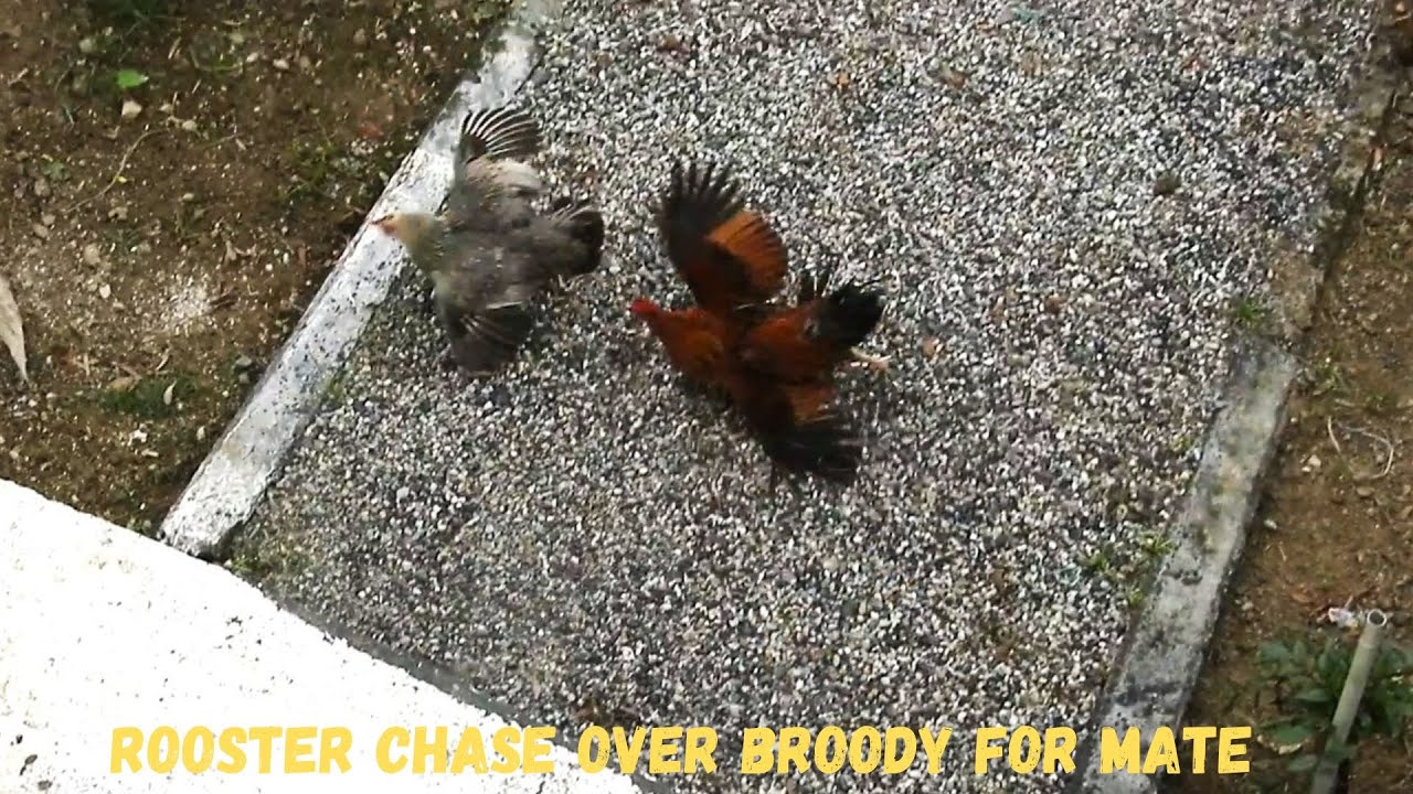 Rooster chase over broody hen and mating forcefully - YouTube
