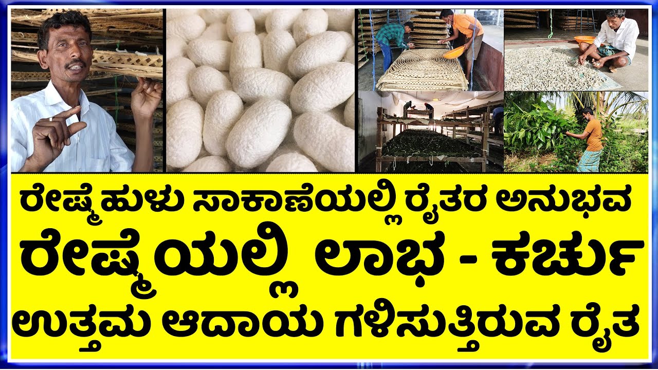 Farmer's experience in silkworm farming || How to Start Sericulture ...