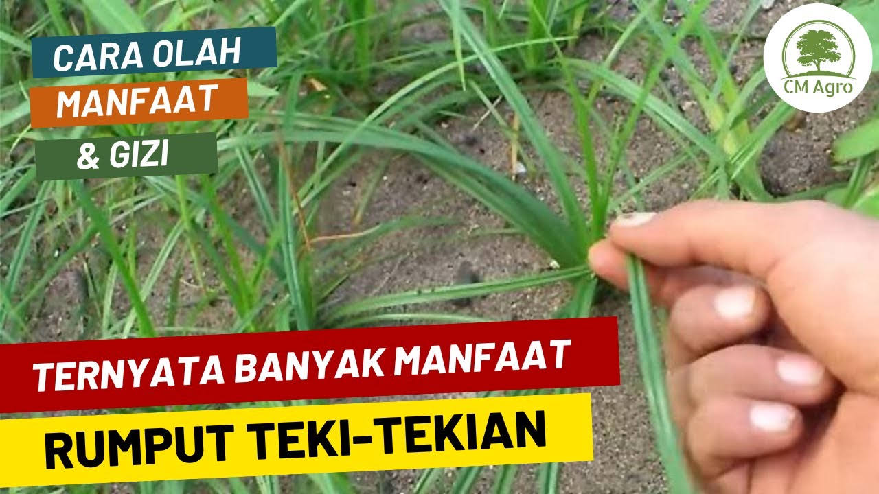 MANFAAT RUMPUT TEKI UNTUK KESEHATAN & KECANTIKAN‼️ - YouTube