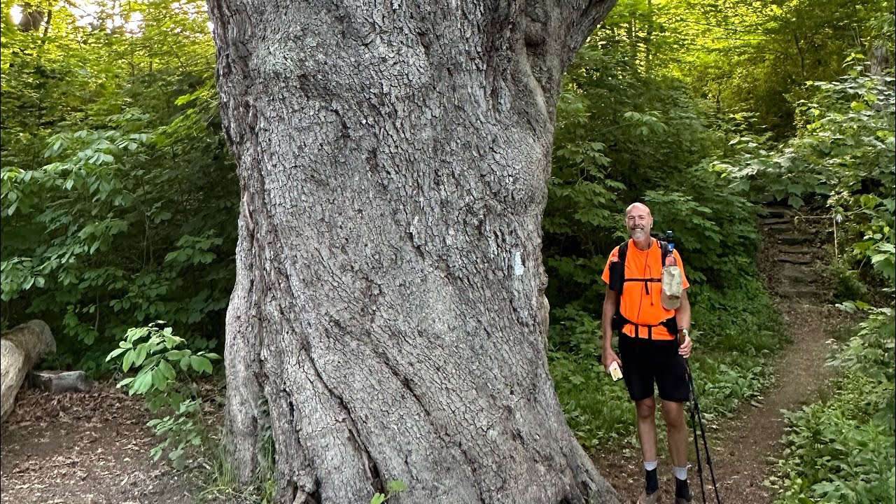 Appalachian Trail 2023 Day 112 Dover Oak and into Connecticut - YouTube