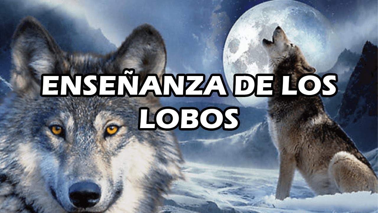 Enseñanza de los lobos - YouTube