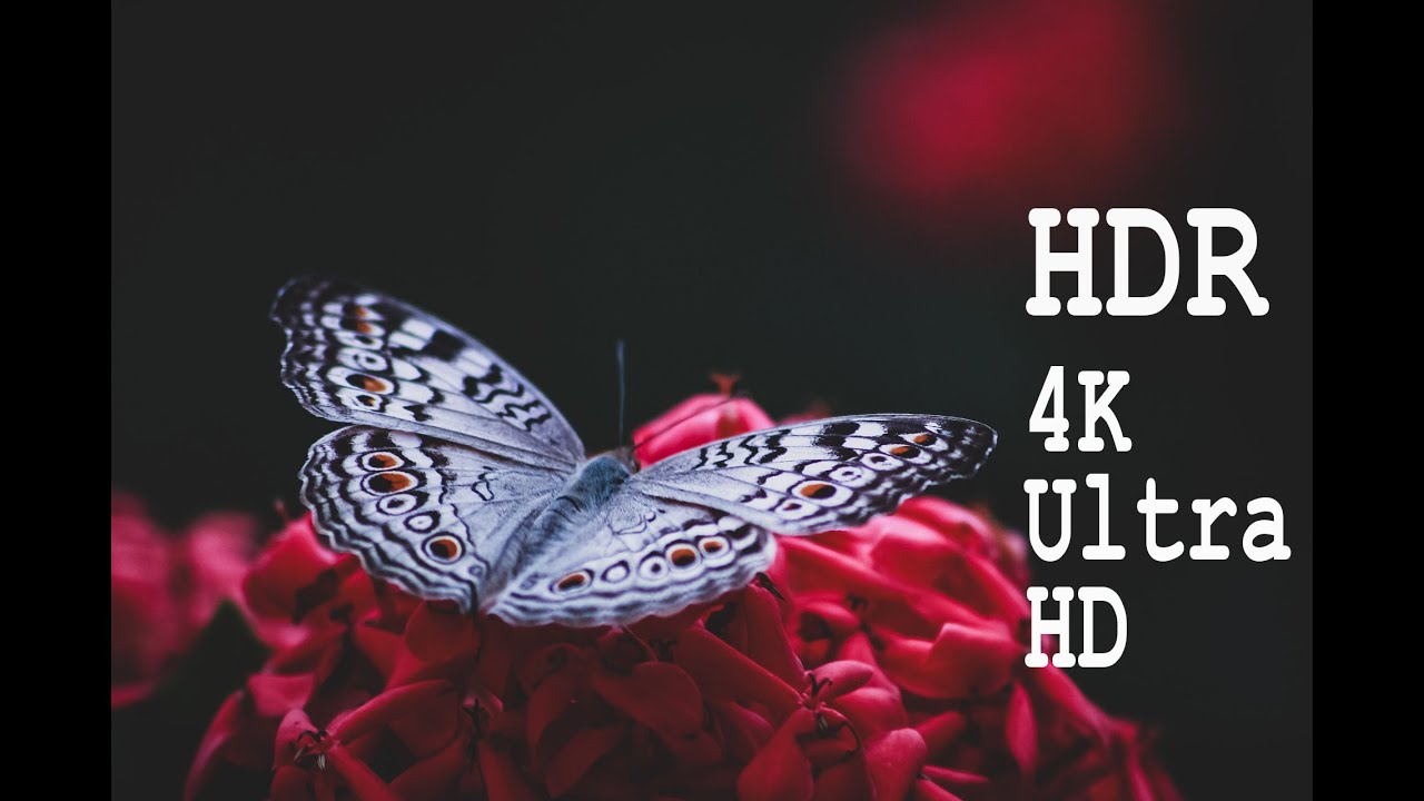 Wild World-the beauty of small insects 4K Ultra HD - YouTube