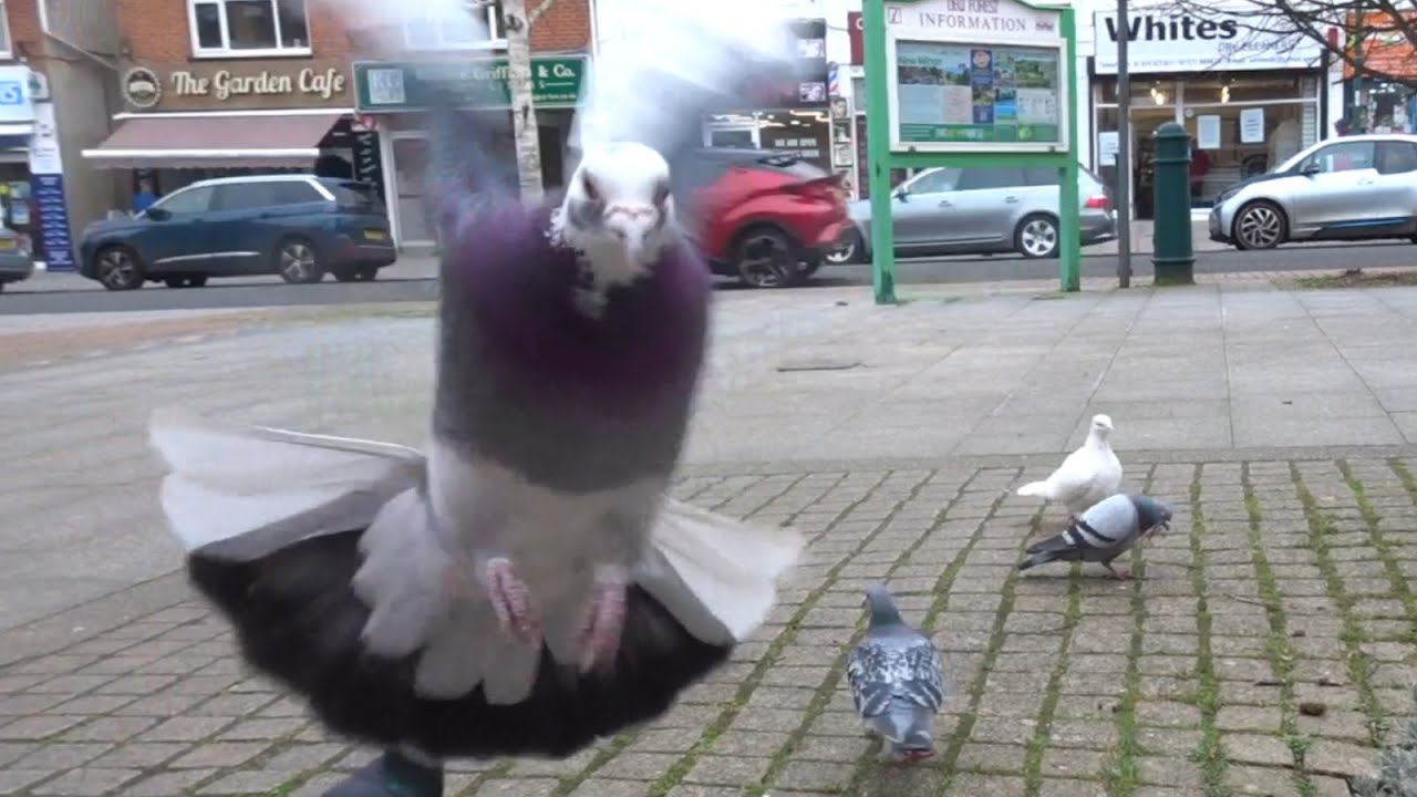 Pigeon Power - YouTube