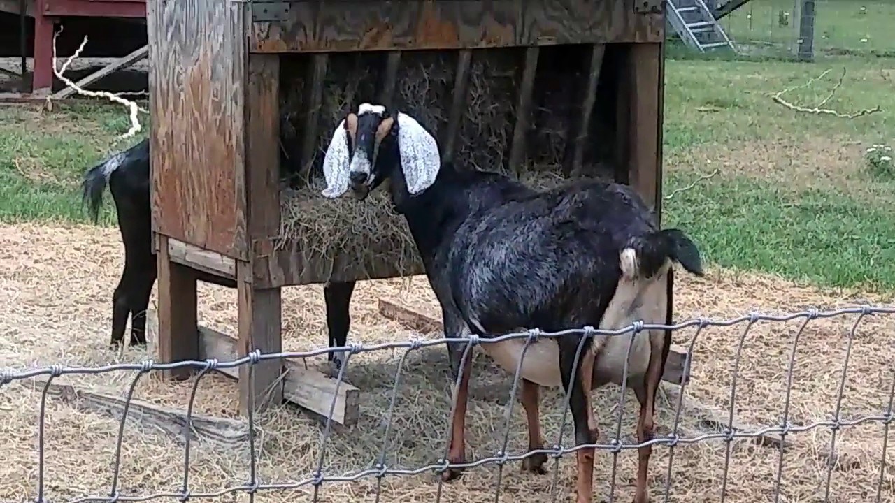 Meet My Goats, Meet My Goats - YouTube
