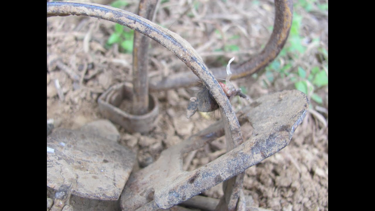 Pest Control Groundhog Trapping (and hunting). And How to Cage Trap a ...
