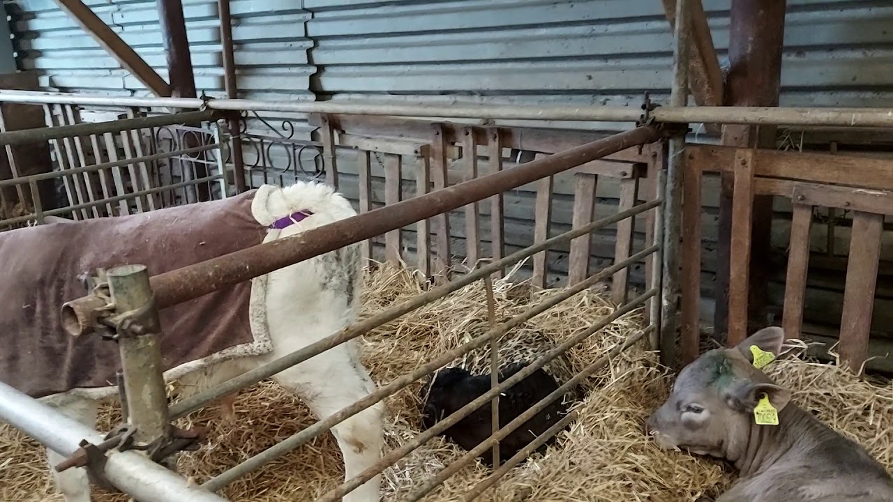 Calf Rearing. Tips and Tricks. Lice - YouTube