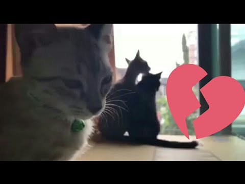 When you see your crush with someone else |Poor cat