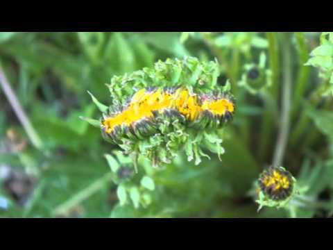 Japan Fukushima Dandelion Mutations??? Alberta Canada - YouTube