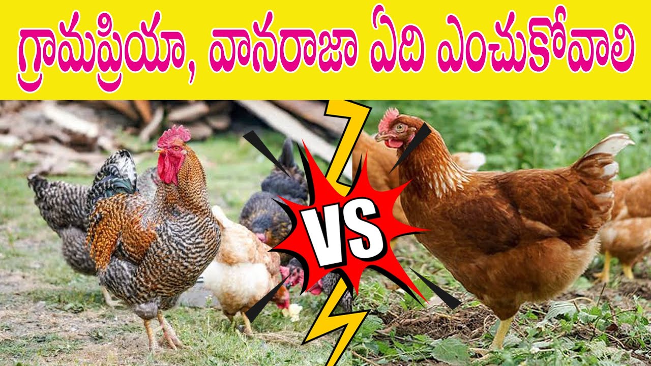 గ్రామప్రియా X వానరాజా - ఏ బ్రీడ్ మంచిది | Giriraja Vs Vanaraja Chicken ...
