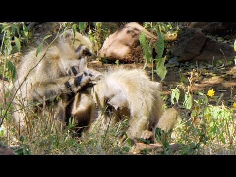 How Grooming Plays a Role in Helping Baboons Reproduce (4K) - YouTube