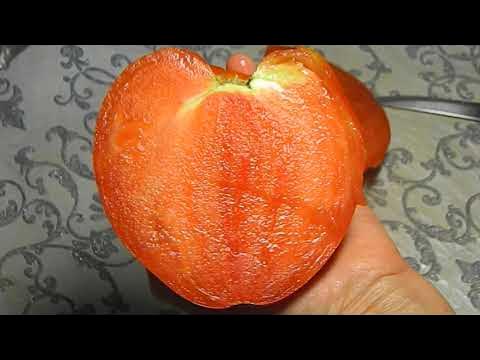 Томат Польская слива тетушки Сварло. Тест зрелых плодов. - YouTube