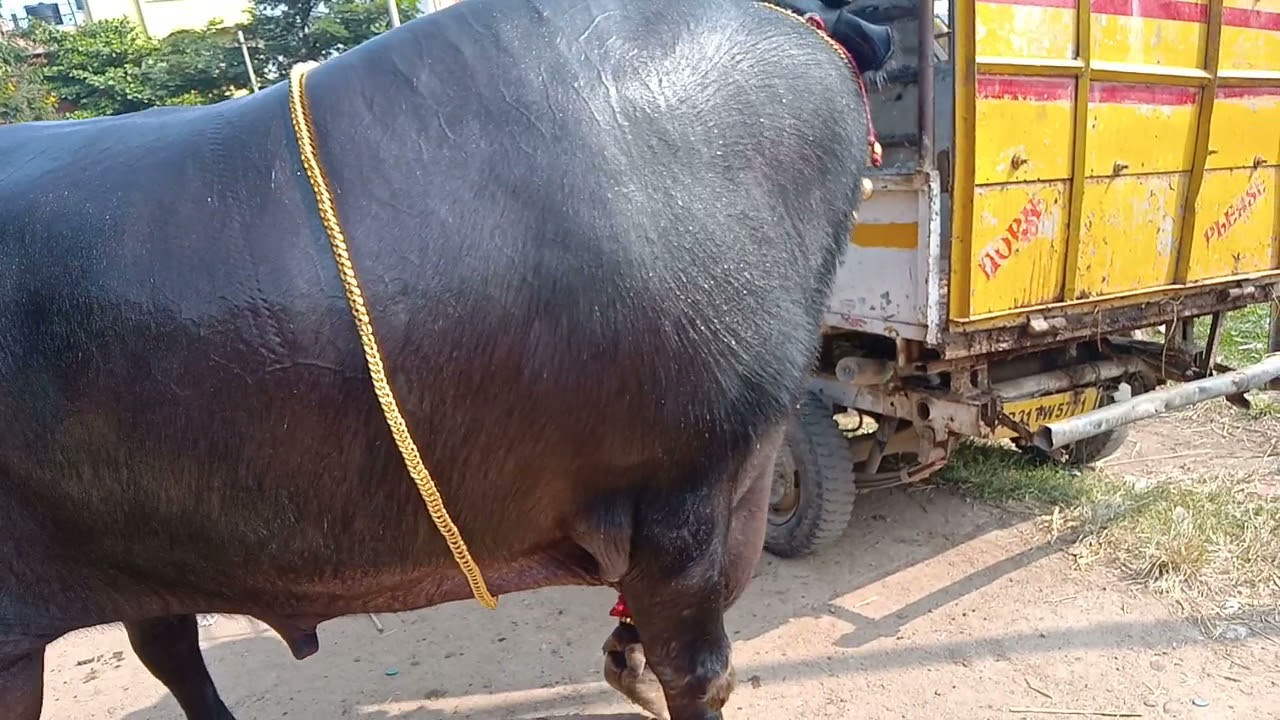 400000rs Dunnapothu in hyd erragadda market - YouTube